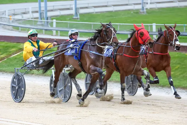 What Has Gone Wrong for New Zealand’s Juvenile Trotters? | News - NZSBA