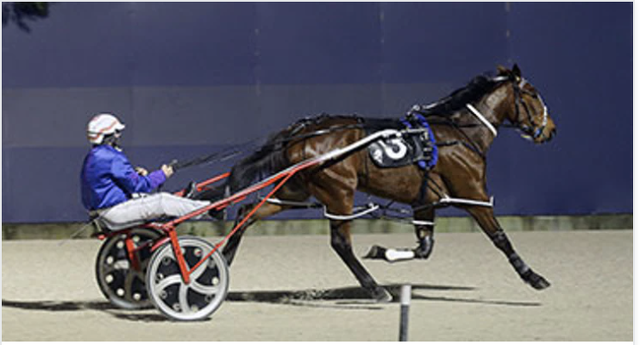 Lady of the Light | News - NZSBA